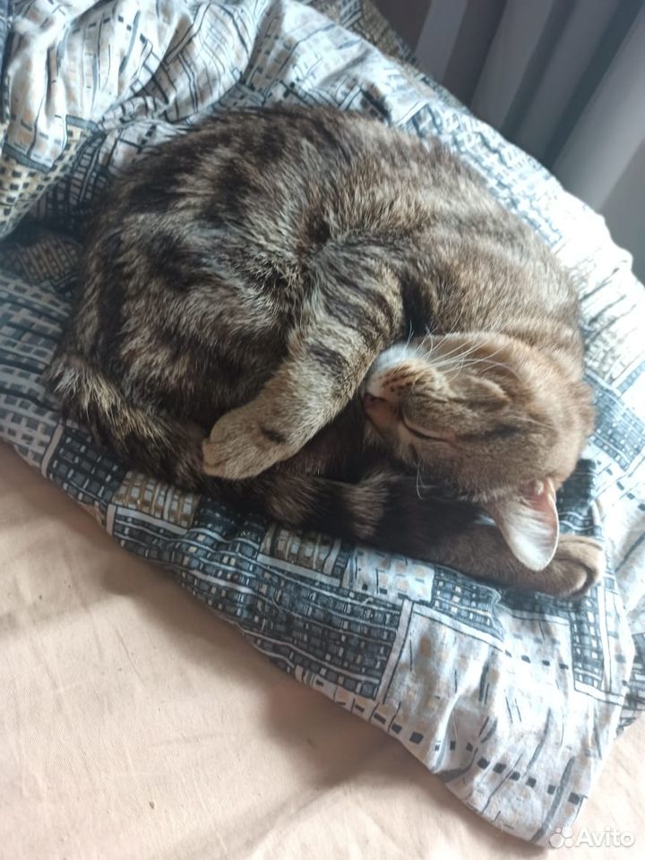 Шотландский кот на вязку
