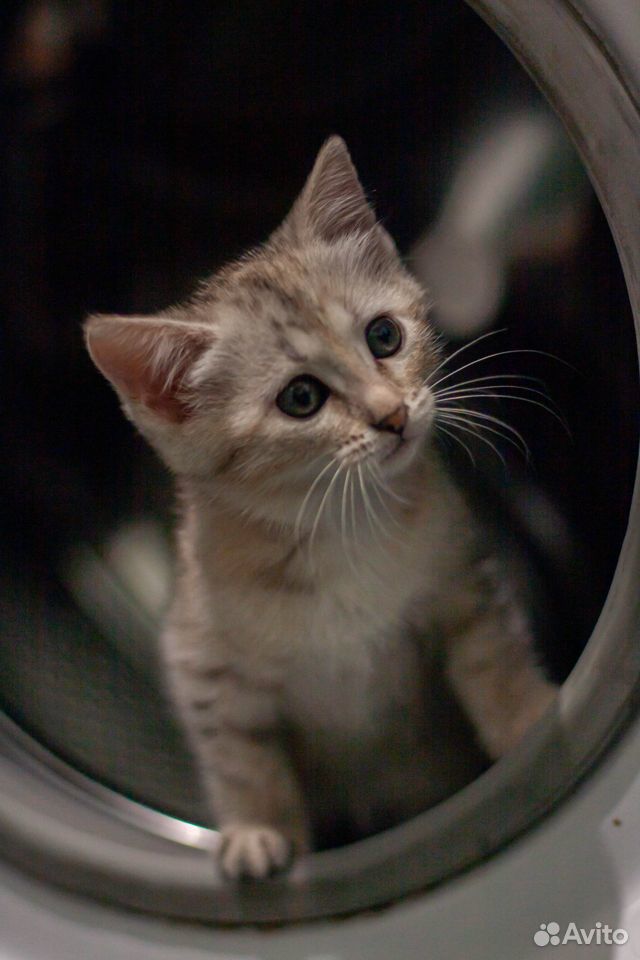 Серый рыжик ищет семью