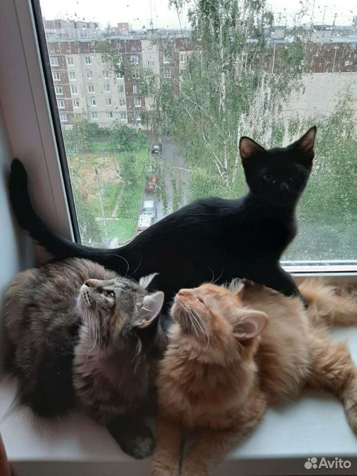 14 домашних котят на выбор