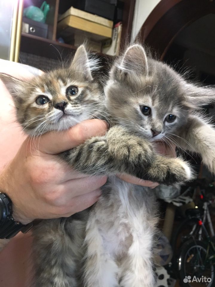 Котята бесплатно
