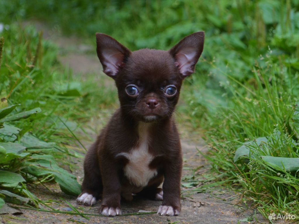 Шоколадный гаврошик)