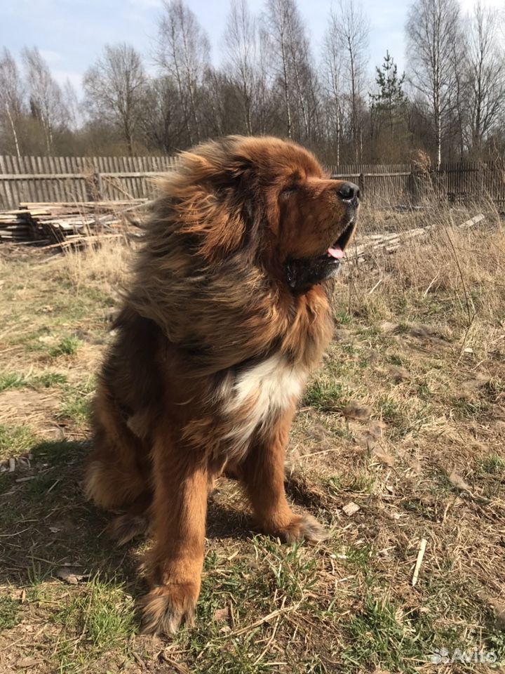 Тибетский Мастиф