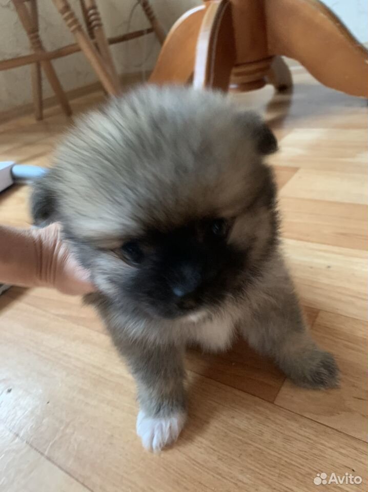 Шпиц померанский