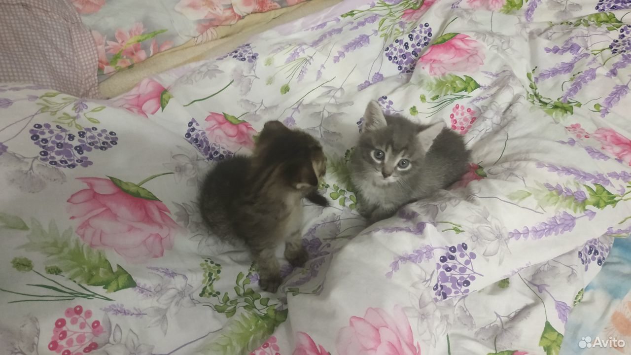 Отдам в добрые руки котят