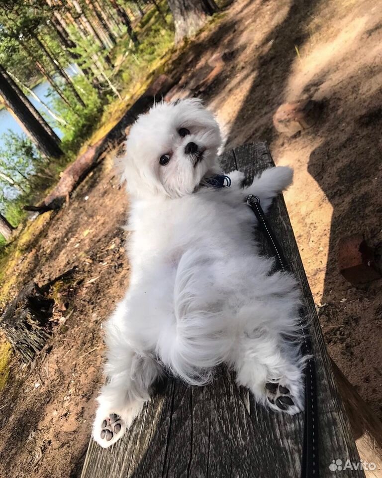 Вязка, мальтийская болонка