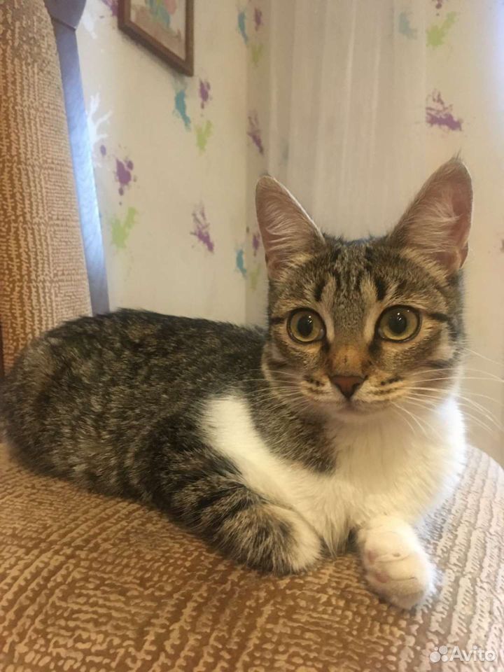 Кошечка
