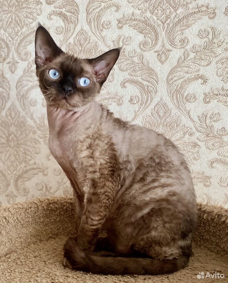 Котик Девон Рекс