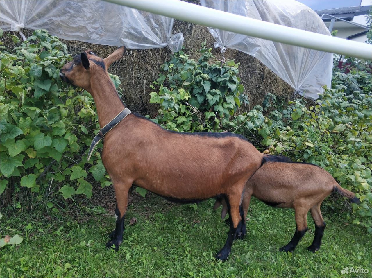 Козы чешской породы