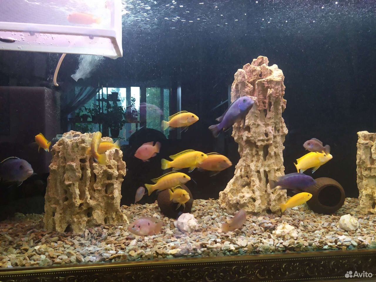 Аквариумные рыбки