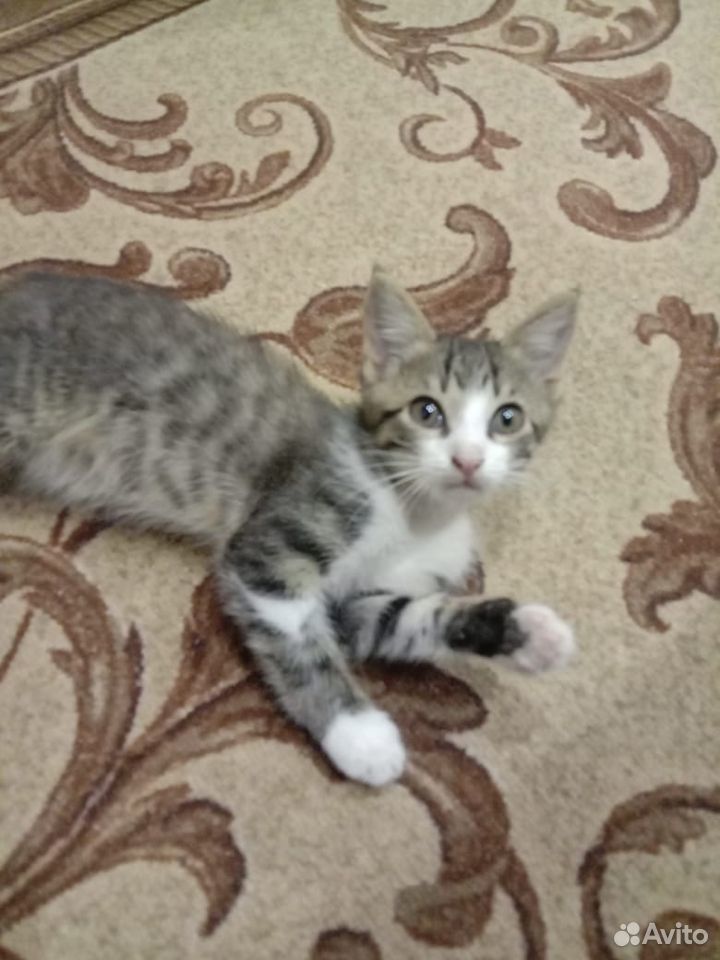 Котёнок Тимоша в добрые руки