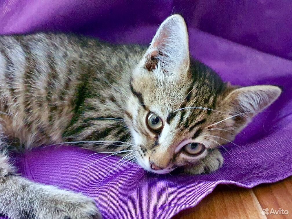 Котёнок-шпротина породы Европейская