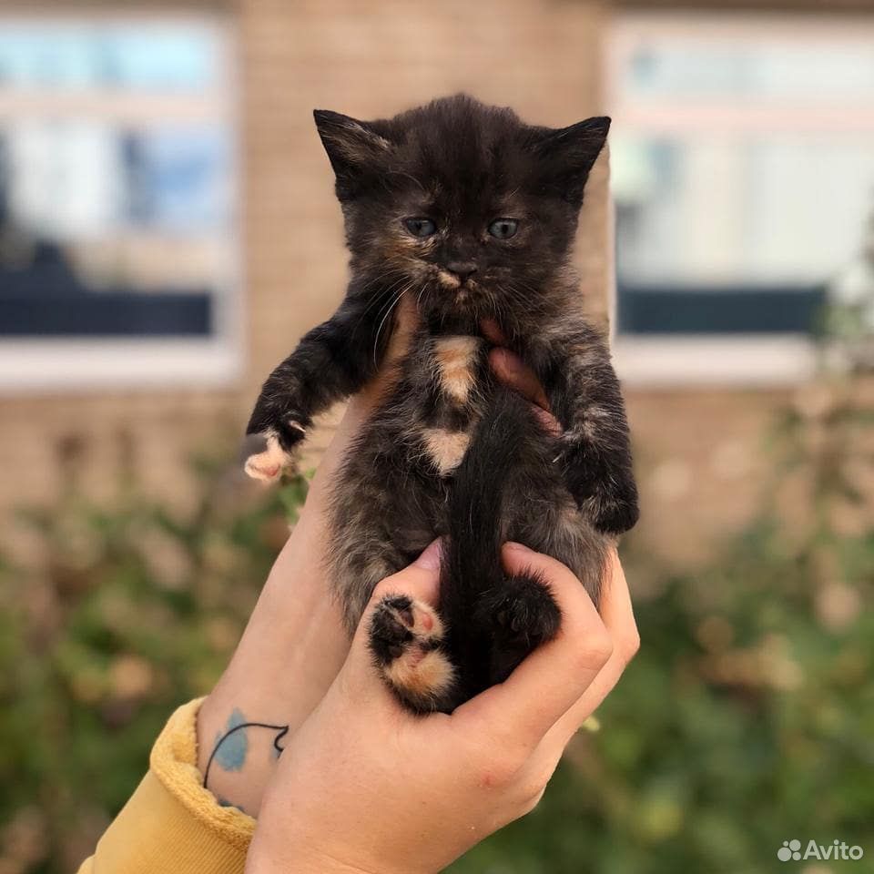 Девочка черепашка