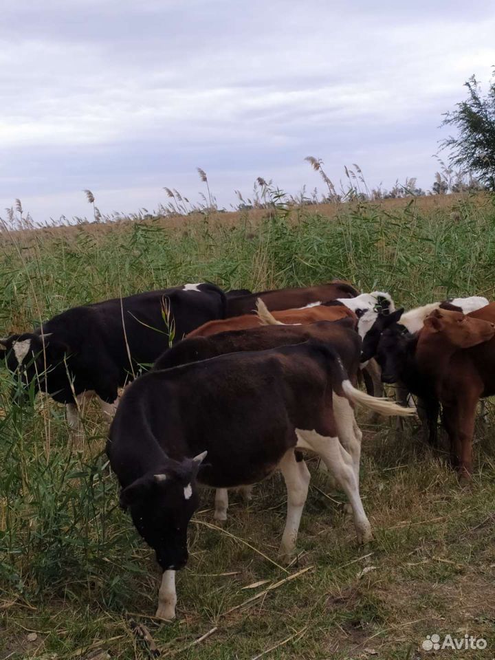 Бычки 7м.-1.5г
