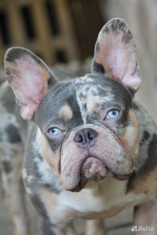 Лилак мерле - девочка очарование