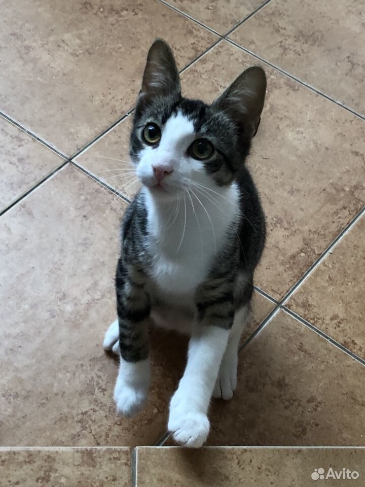 Очаровательный Борис ждёт любящих хозяев