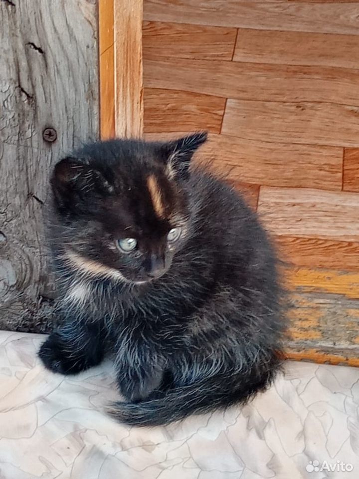 Котенок перс - лучший подарок