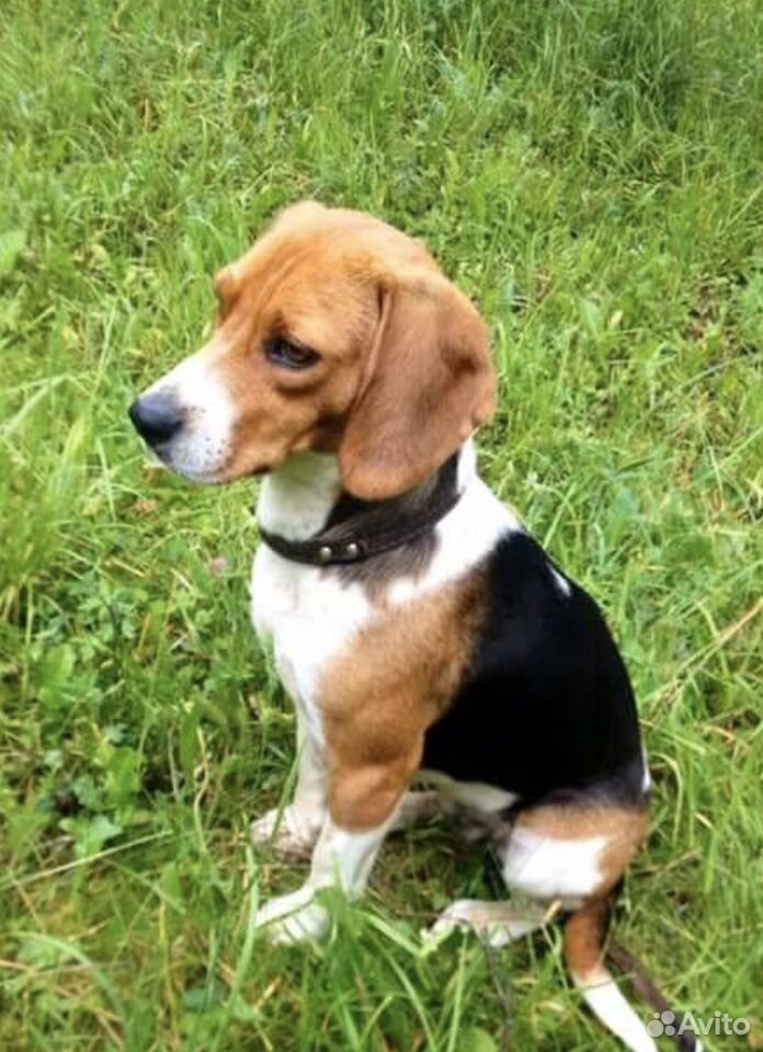 Эстонская гончая