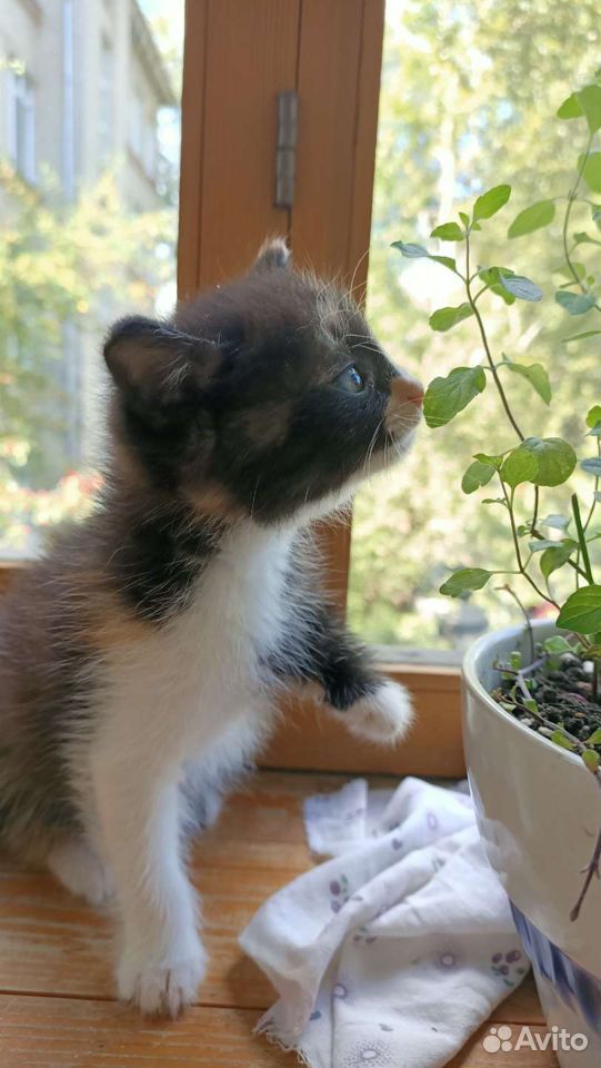 Отдам котенка