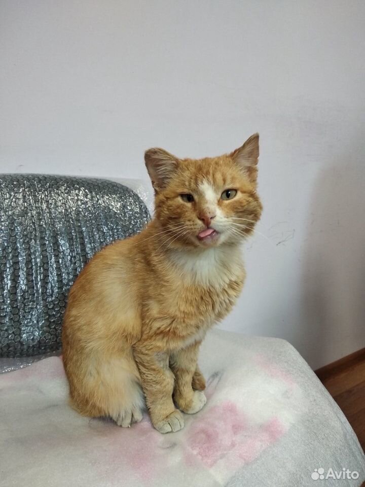 Которебенок ищет своих родителей