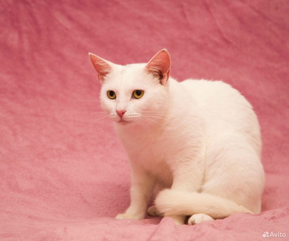 Белая кошка Снежка