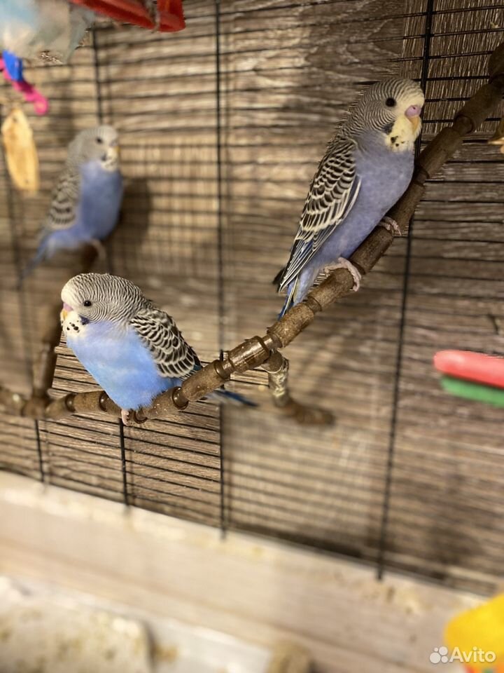 Волнистые попугайчики 1 месяц
