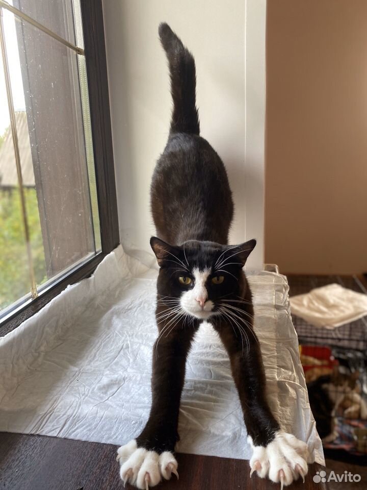 Молодой кот Фантик ищет дом