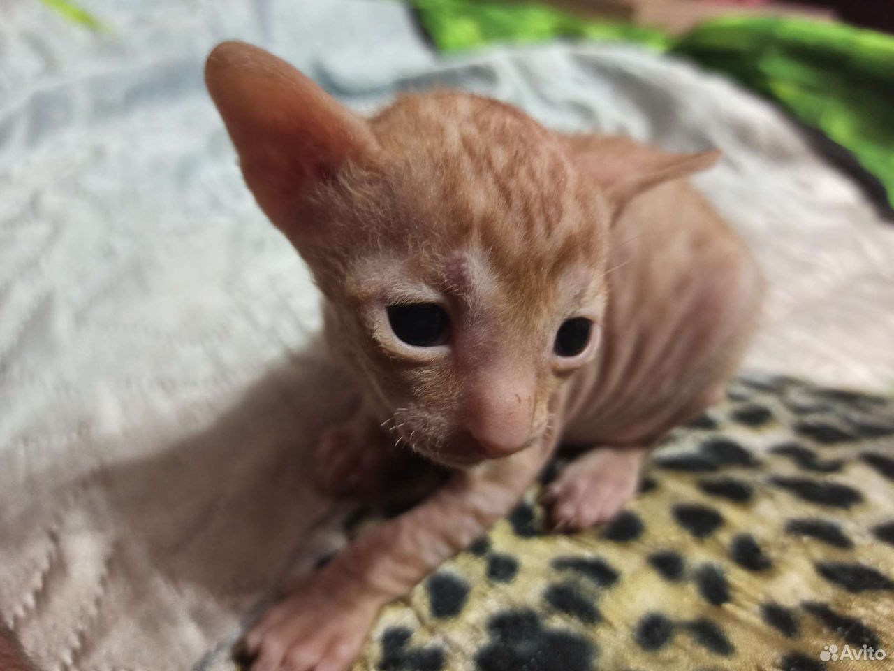 Корниш-рекс