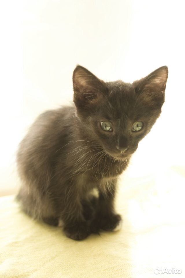 Маленький кот ищет семью