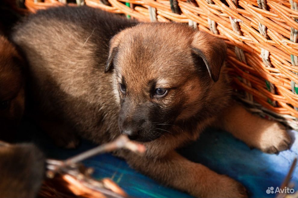 Солнечные, плюшевые щенки в добрые руки