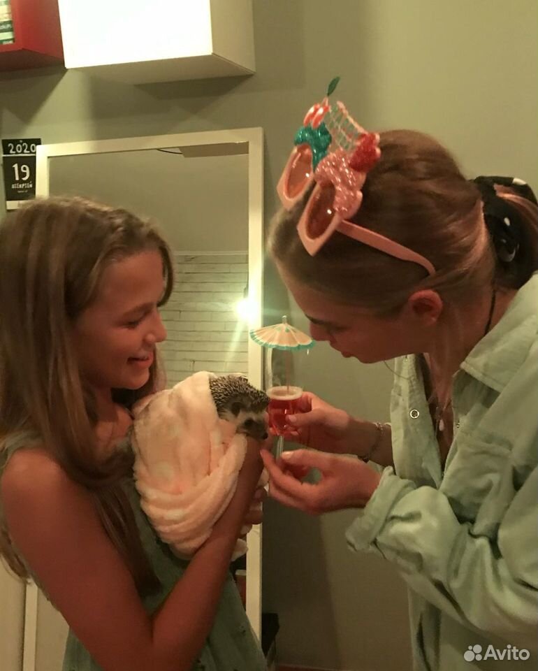 Белки и ежики