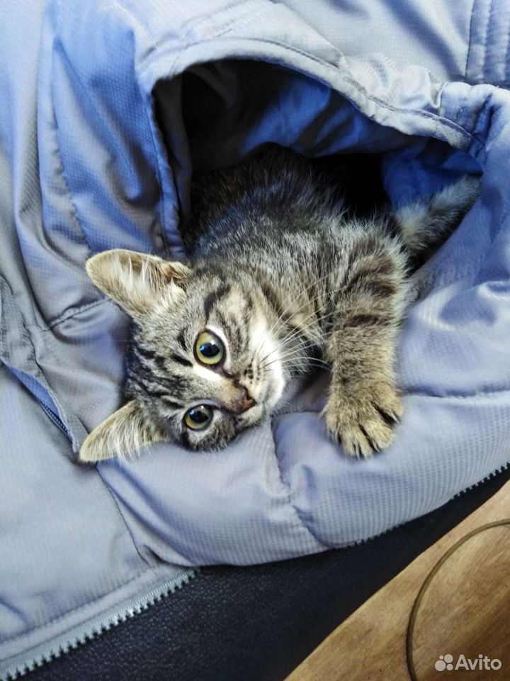 Кошка