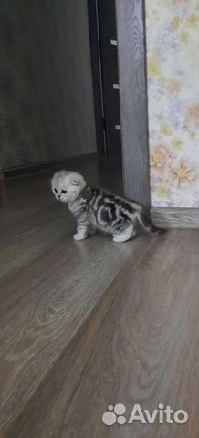 Девочка фолд