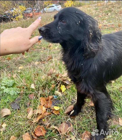 Ищем добрые руки