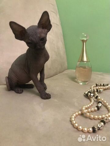 Канадский сфинкс