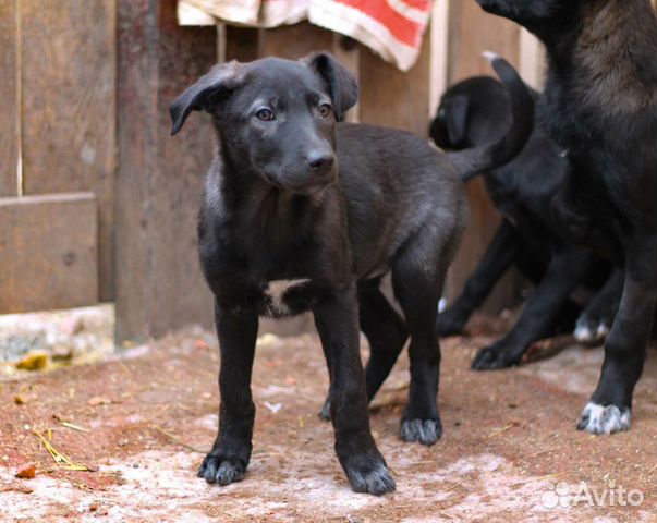 Крутой щенок Дозор ищет хозяина