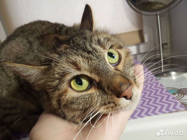 Полосатая красавица