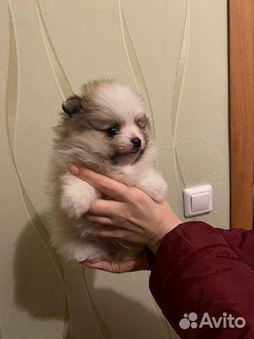 Померанский шпиц патиколор