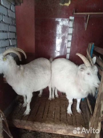 Козы