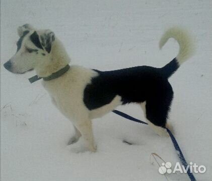 Марго в дар