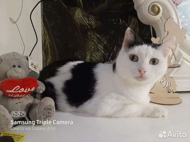 Двухцветная кошечка