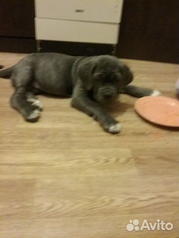 Щенки Мастино Неаполитано