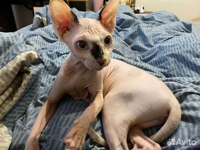 Кошка сфинкс