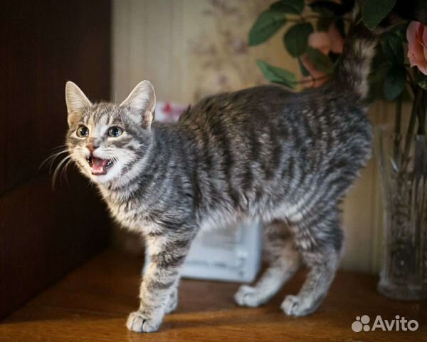 Кошка Незабудка 7 мес