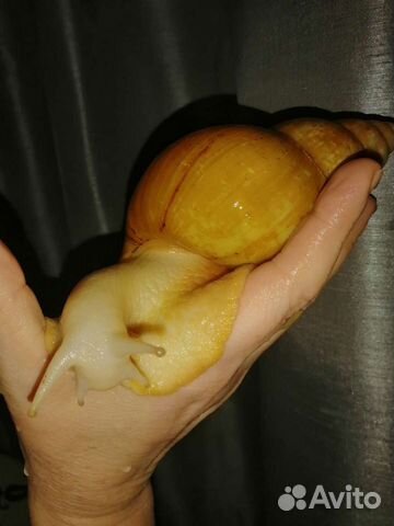 Улитки ахатины малыши