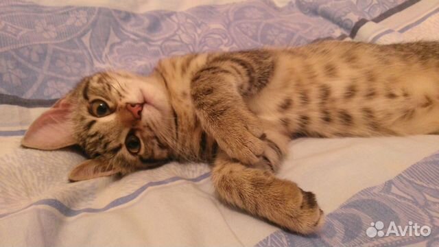 Кузнечик уже проснулся (7 мес.)