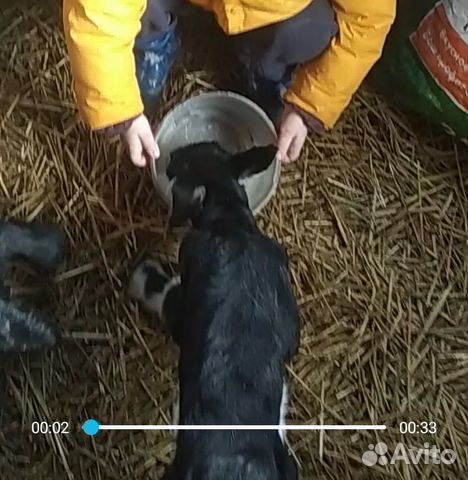 Козлы и козы