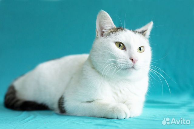 Кошка Галочка ищет дом