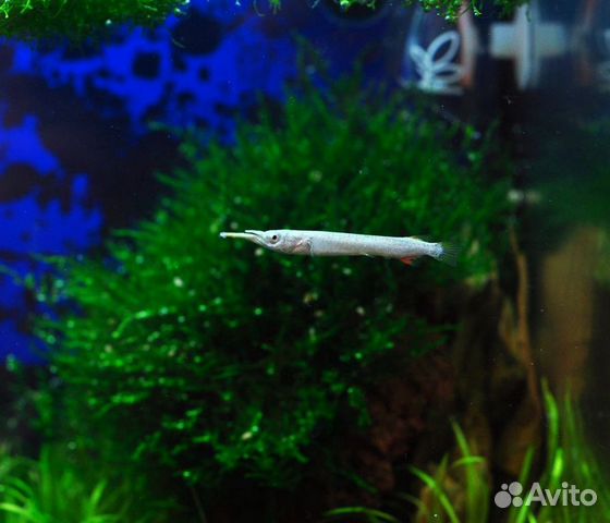 Полукрыл карликовый дермогенис