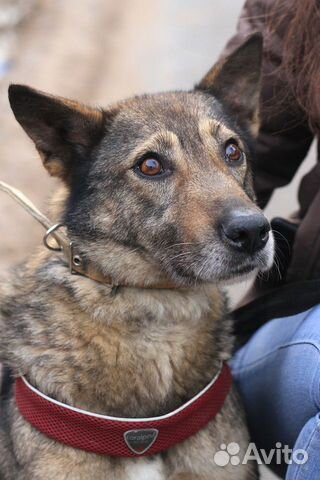 Бориска, 6 лет, 50 см