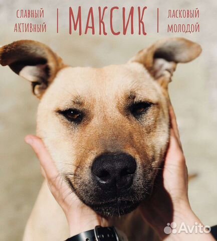 Фенотип стаффа